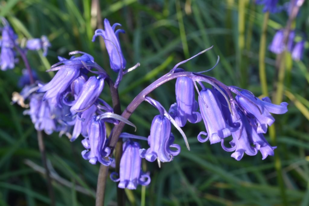 Dorset Bluebells!! - West Dorset Cottages - Accommodation in Chideock